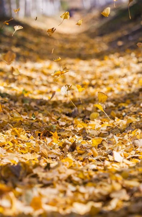 Fall Ginkgo Tree Golden Yellow Leaves On Blue Sky Background Stock