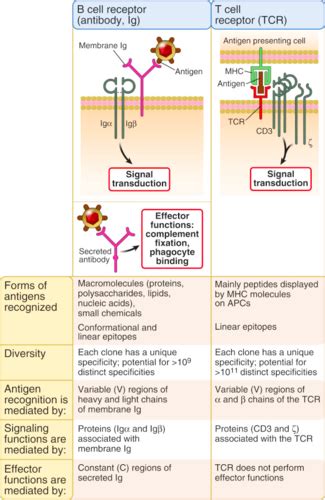 11 Antigen Recognition Flashcards Quizlet