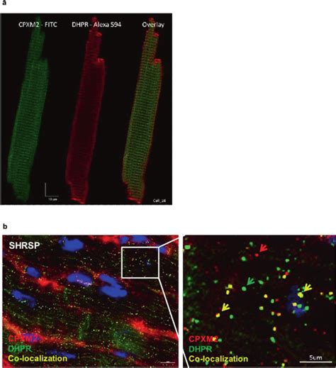 Cardiac Fluorescence Imaging Analysis In Rats A Freshly Isolated Rat