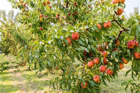 Dwarf Reliance Peach Tree — The Barefoot Garden Center
