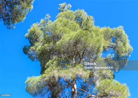 사이 프 러 스 발병 소나무 숲입니다 Troodos 산 소나무 숲 사이 프 러 스 섬의 토착 식물 0명에 대한 스톡 사진 및