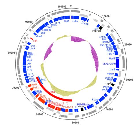 automated prokka annotation following plasmid assembly inti1 class 1