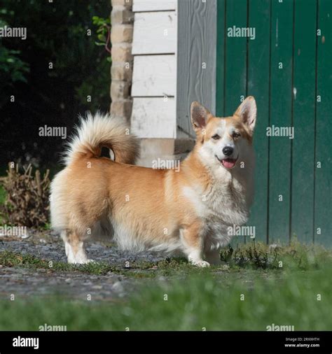 Male And Female Corgi Hi Res Stock Photography And Images Alamy