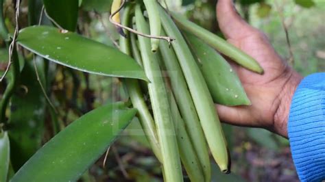 Commerce Un Prix Dachat à 46 000 Ariary Kilo Pour Lancer La Campagne De Commercialisation De