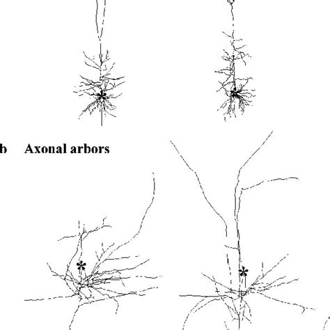 Characteristic Dendritic A And Axonal B Trees Of Two Layer 5