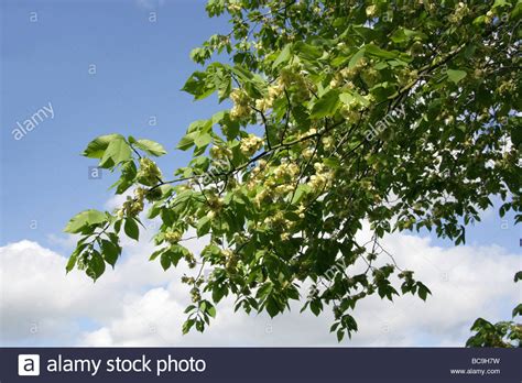 Wych Elm Or Scots Elm Fruit Or Seeds Ulmus Glabra Ulmaceae Stock