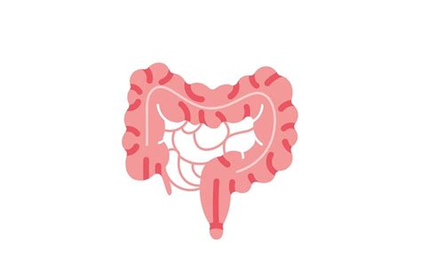 인간의 내부 장기 소장 및 대장 해부학 소장 및 대장 아이콘 프리미엄 벡터