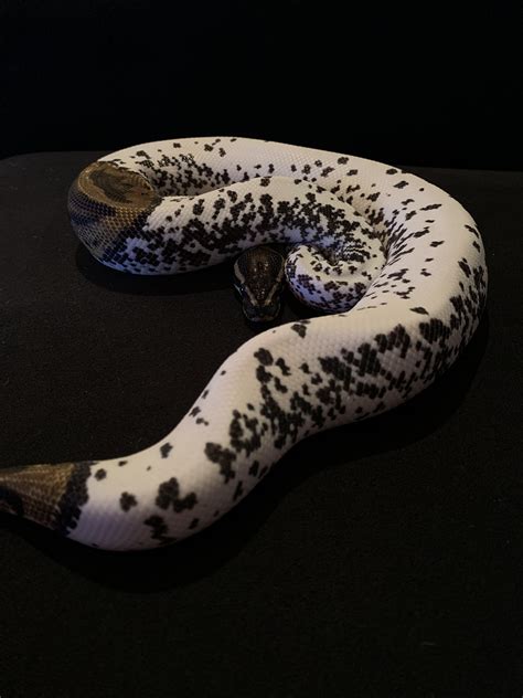 The Freckles Never End Ball Pythons Morphmarket Reptile Community