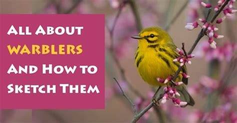 All About Warblers Christine Elder