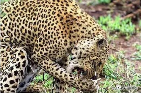 花豹被豪猪刺得一身刺黯然地料理伤口后果很严重 豪猪 猛兽 棘刺 新浪新闻