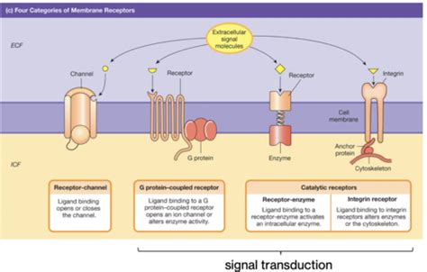 Membrane Receptor Protein