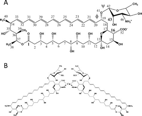 A Chemical Structure Of Amphotericin B B Proposed Structure Of The
