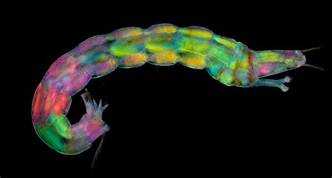 Midge Larva Collected From A Freshwater Pond Nikon Small World
