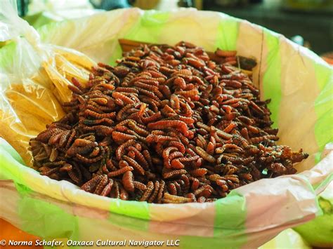 Chicatanas Oaxaca Cultural Navigator Norma Schafer