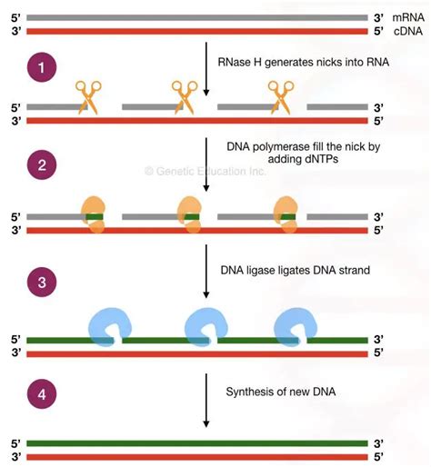 Reverse Transcription Pcr Principle Procedure Application