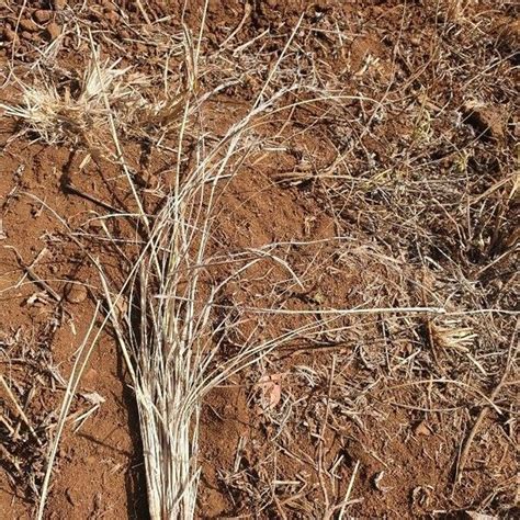 Aristida Adoensis Plant Care And How To Grow Water