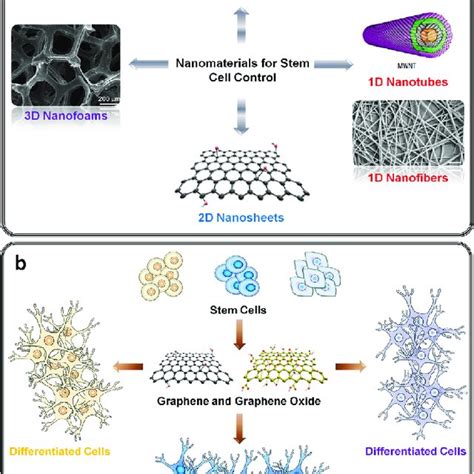 Nanomaterials For The Selective Control Of Stem Cell Growth And