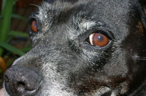 Whats That Black Bump On My Dogs Eyelid Pethelpful