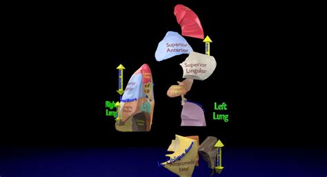 Artstation 3d Lung Pulmonary Segment Anatomy Model Resources