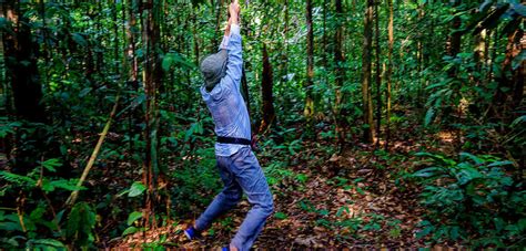 Majmuni Spasili čoveka U Amazonu Domino Magazin Srbija