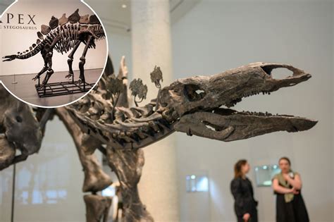 Largest Ever Stegosaurus Skeleton Sold To Billionaire Ken Griffin For