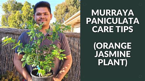 Murraya Paniculata Easiest Care Tips To Know Orange Jasmine Plant