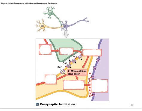 Presynaptic Inhibition And Presynaptic Facilitation Quiz