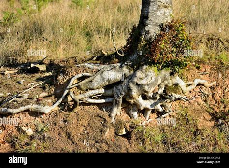Exposed Tree Roots Stock Photo Alamy