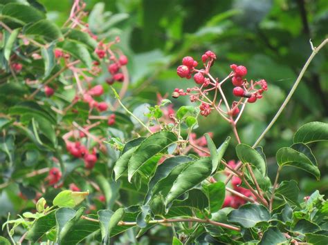 Euscaphis Japonica August