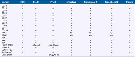 B Cells Musculoskeletal Key