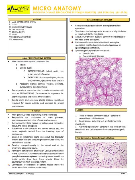 Male Reproductive Histology Pdf Testicle Prostate