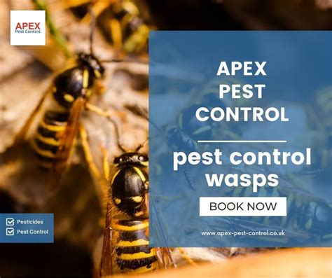 What Is The Most Effective Method For Removing Wasp Nests By Apex Pest Control Medium