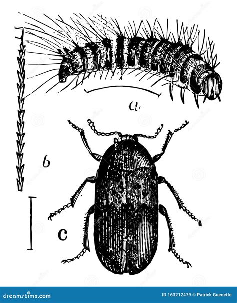 Larder Beetle Larvae And Imago Vintage Illustration Stock Vector