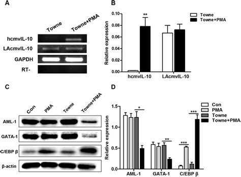 Transcription Of The Ul111a Gene And Expression Of Transcription