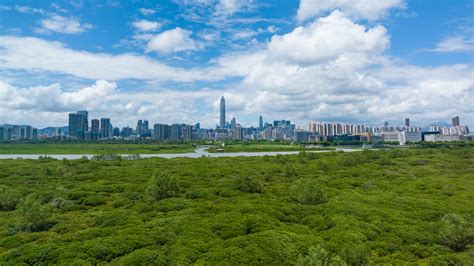 深圳福田红树林航拍延时3840x2160高清视频素材下载编号24527017实拍视频光厂vj师网
