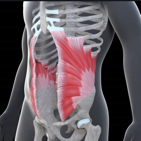 Anatomia Della Parete Addominale E Abdominal Core