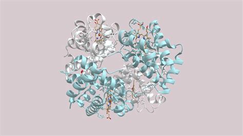 Human Hemoglobin Molecular Structure Download Free 3d Model By Sduce