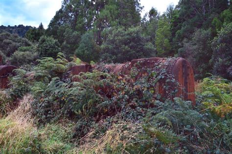 Forgotten Steam Engine Lost To The Forest Vegetation Stock Image