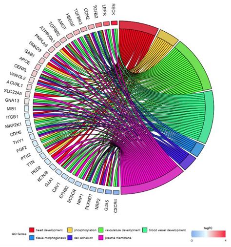 Goplot 画出别样的go富集分析图 Gene
