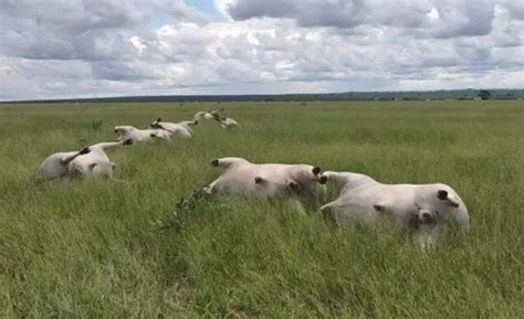 Em Dia De Temporal Raio Mata 16 Vacas Em Fazenda De Ms Infocoms