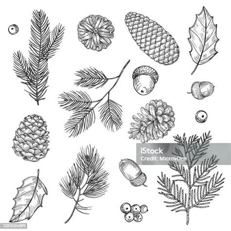 手繪雲杉枝和圓錐體向量圖在白色背景上隔離的森林元素向量圖形及更多雪松圖片 雪松 冷杉樹 松果 Istock