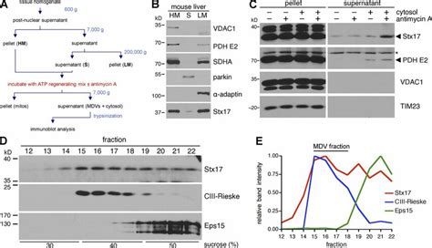 Stx17 Is Biochemically Enriched On Mitochondrial Derived Vesicles Download Scientific Diagram