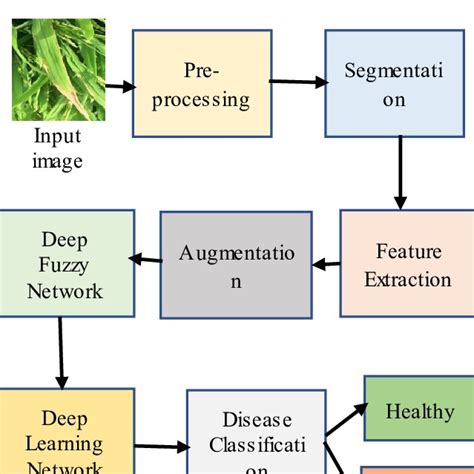 Sample Healthy And Unhealthy Rice Images From The Dataset Download