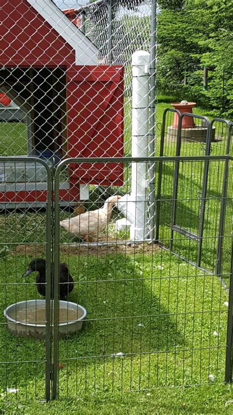 No Mess Duck Feeder And Waterer Backyard Chickens Learn How To Raise Chickens