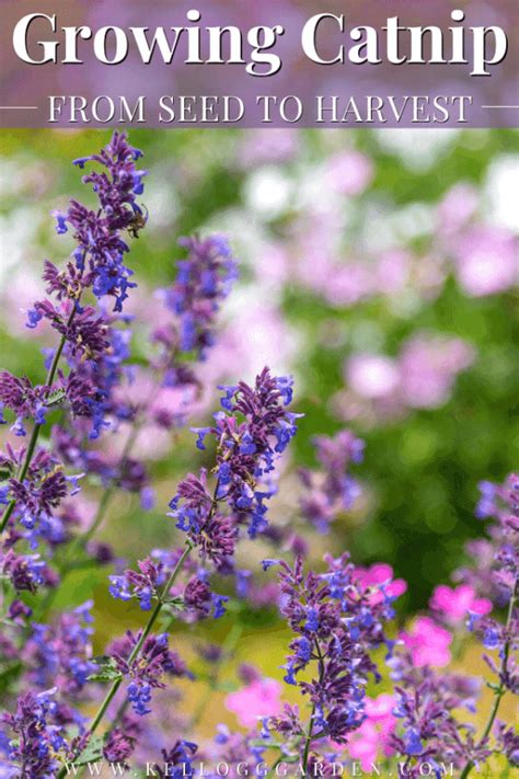Growing Catnip Planting And Care Tips Kellogg Garden Organics™