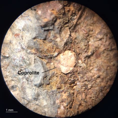 Coprolite And Tooth Fossil Id The Fossil Forum