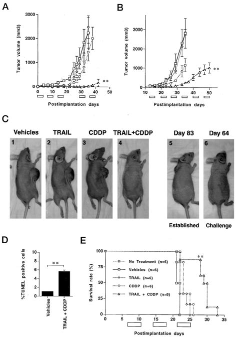 Synergistic Antitumor Effect Of Combination Treatment With Trail And