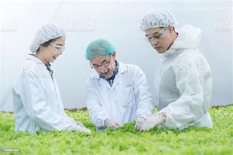 실험실에서 양상추 야채 수경재배를 검사하는 수석 과학자 및 노동자 농부 유기농 식물을 수확할 준비를 하는 아시아 인 농업 산업