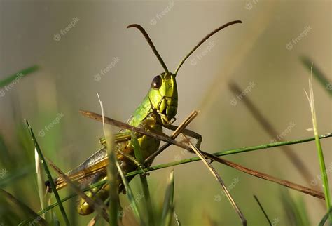 Premium Photo Grasshopper On A Blade Of Grass