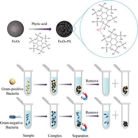 schematic illustration of fe3o4 pa synthesis and application for